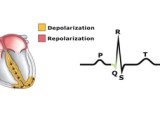 Cardiac Conduction System And Understanding Ecg Animation