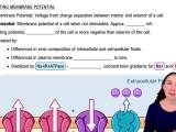 Resting Membrane Potential Definitions Flashcards Channels For Pearson