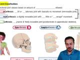 Classification Of Joints Definitions Flashcards Study Prep In Pearson