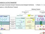 Passive Transport Vs Active Transport