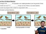 Natural Selection Evolution