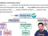 Members Of The Bacterial World Channels For Pearson