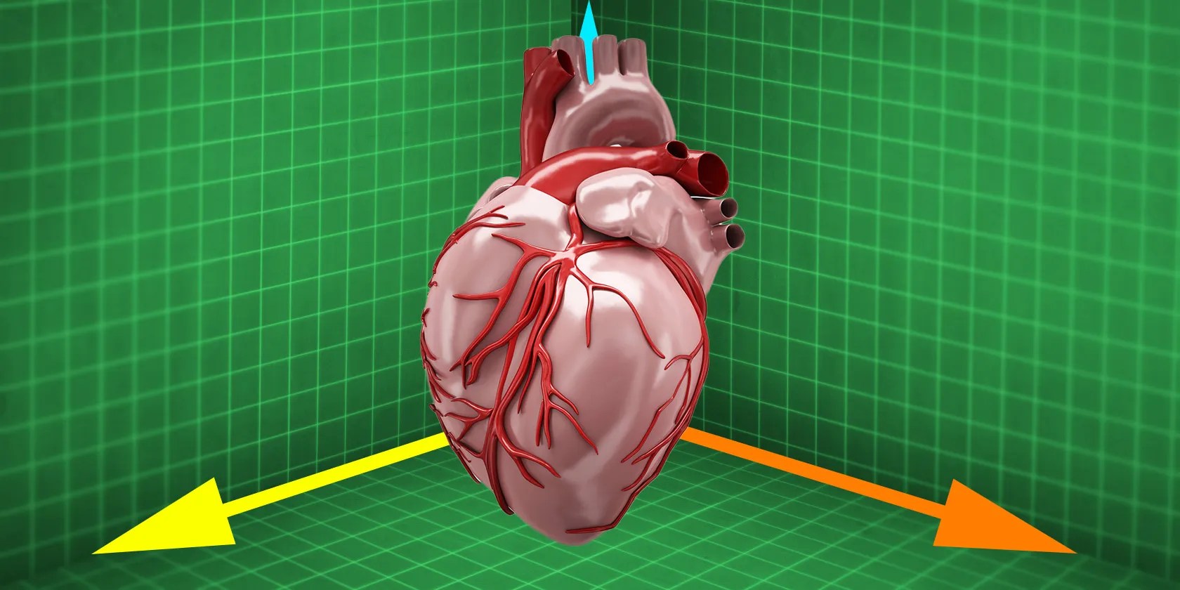Where To Download High Quality 3d Anatomy Models