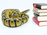 Python Dictionary How You Can Use It To Write Better Code