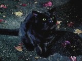 Hocus Pocus 10 Things That Make No Sense About Thackery Binx