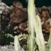 Optical Illusion Can You Locate The Hidden Crab In 15 Seconds Or Less