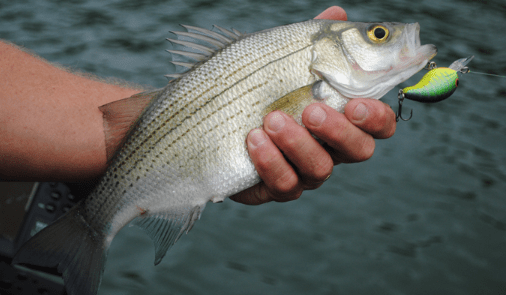 Best White Bass Lures for a Perfect Catch - Stellar Outdoor Life