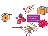 Cellules Souches Et Médecine Régénératrice 101 Stem Cell Network