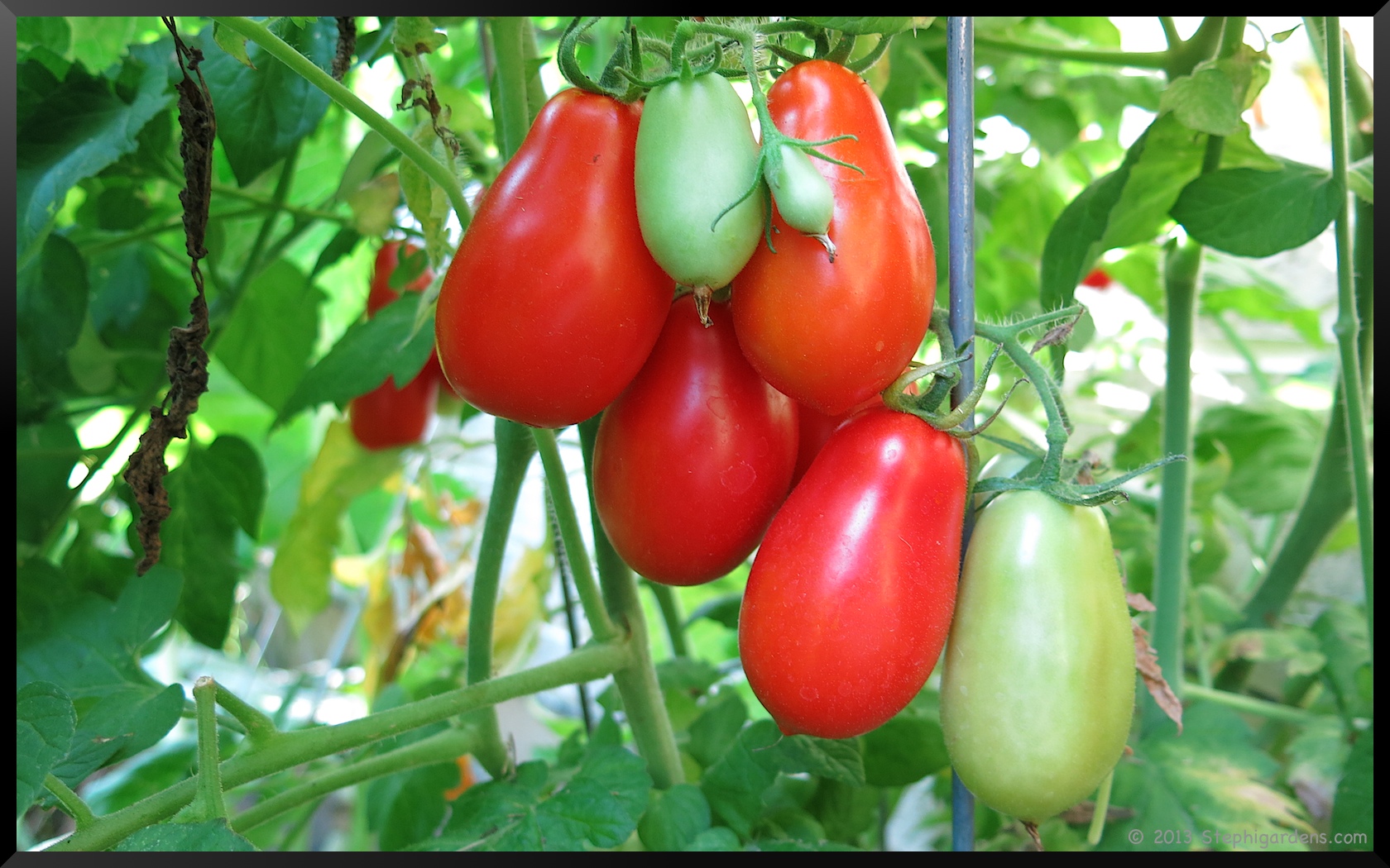 Glowing Tomatoes | Stephi Gardens