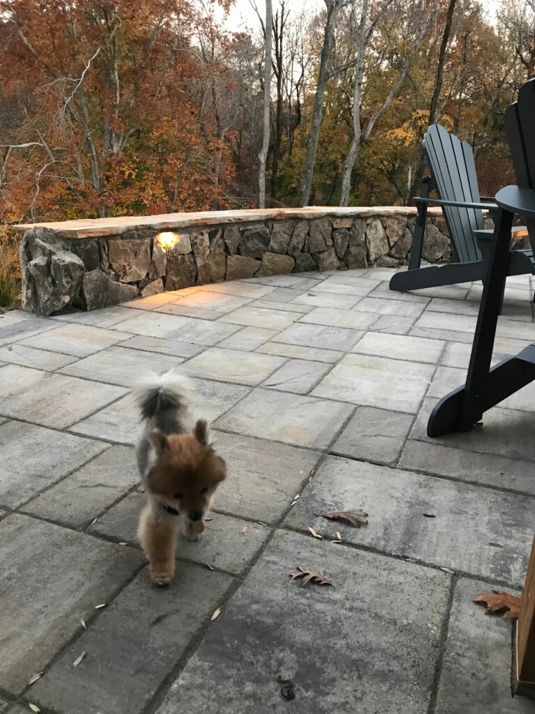 Dog-Friendly Backyards: 7 Ways Hardscape Designs Play a Role