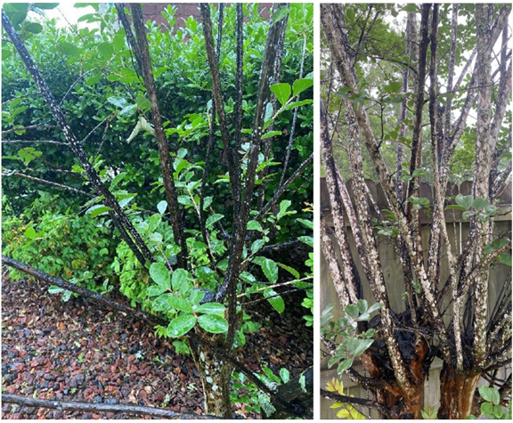 Crapemyrtle bark scale discovered in Florida – Crapemyrtle Bark Scale