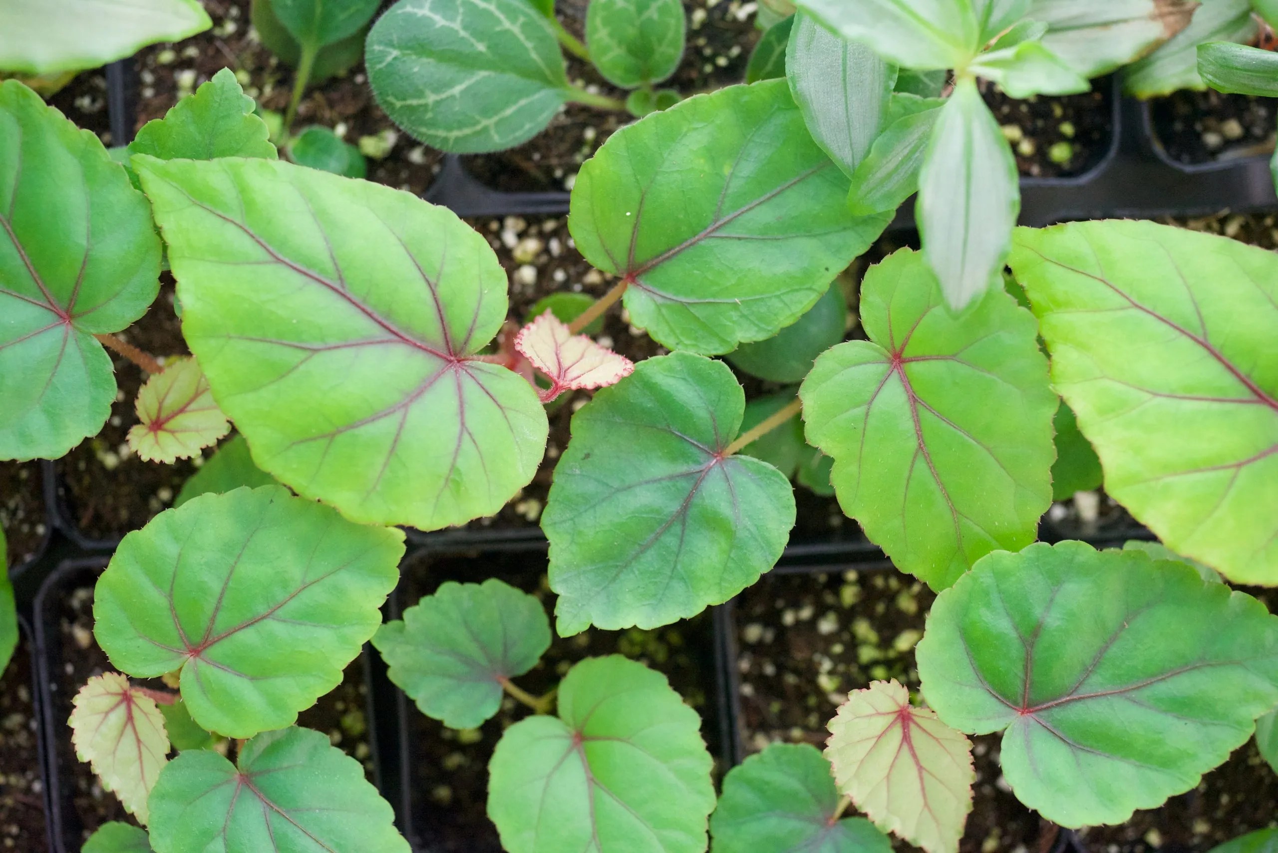 Begonia handelii 'Green'