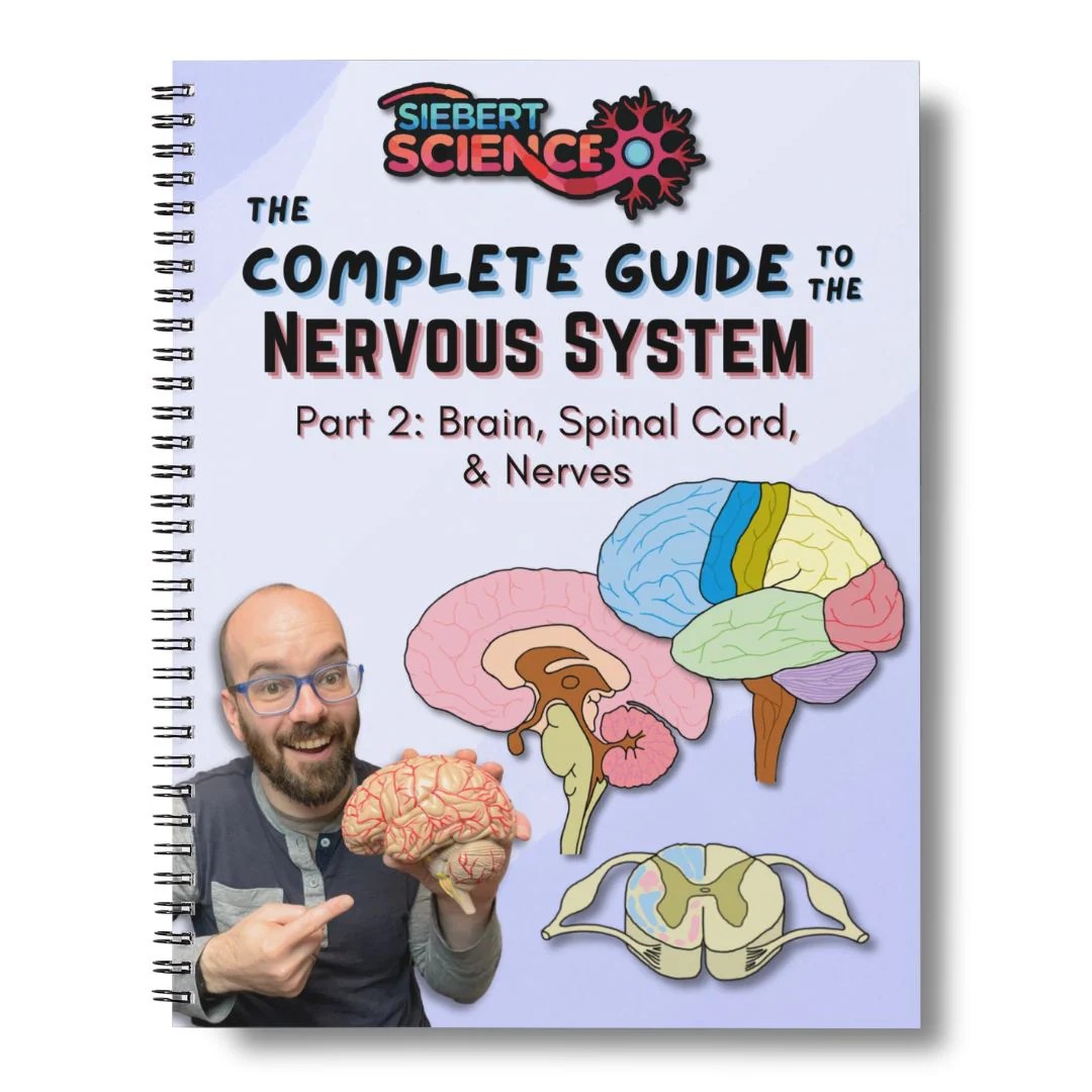 The Complete Guide To The Nervous System Part 2 Brain Spinal Cord