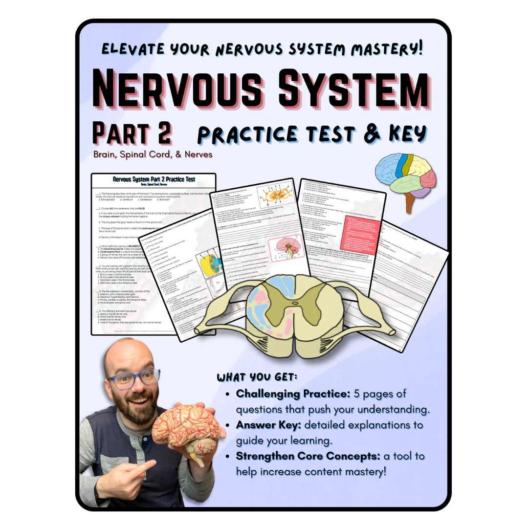 Practice Test Nervous System Part 2 Brain Spinal Cord Nerves