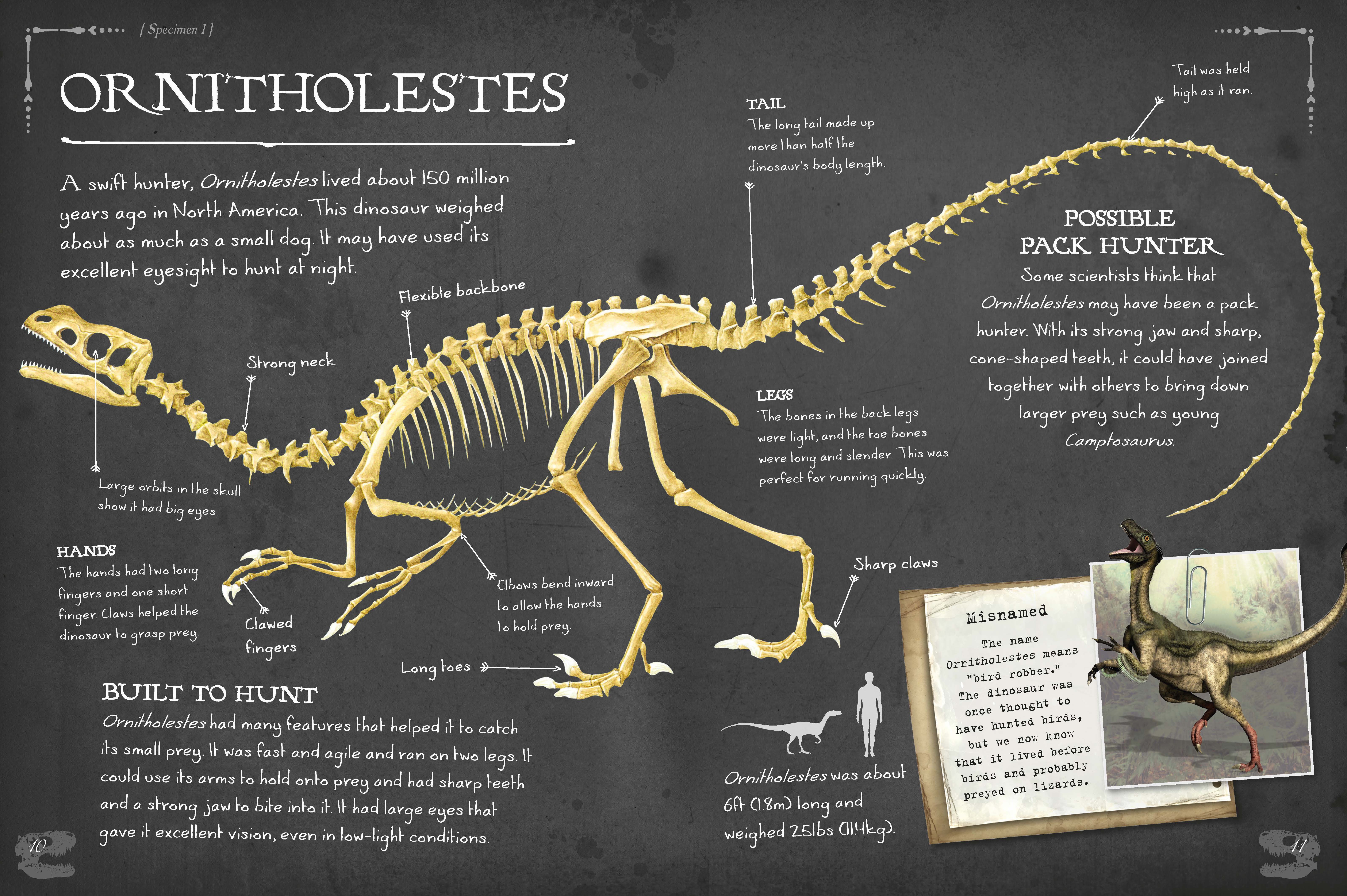 Dinosaurs and Other Prehistoric Animals by Camilla de le Bedoyere, Rob ...