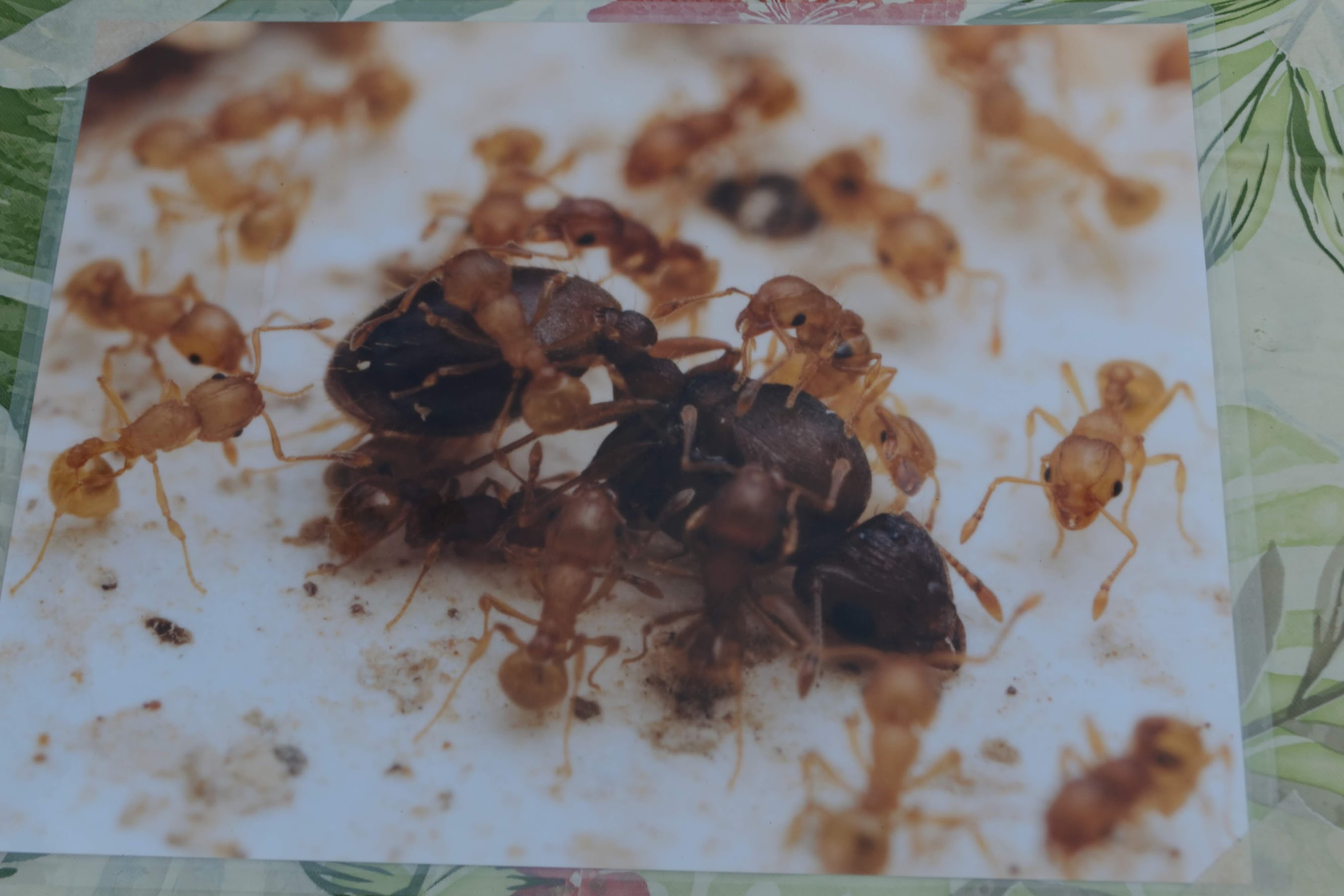 Little Fire Ant Invasion – Streaming Science