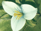 Streamside Native Plants