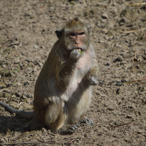 Dierenrijk - stripedpanda