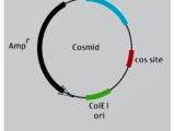 Cloning Vectors Types Characteristics Studiousguy