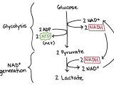 Alcohol Fermentation Equation