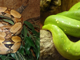 Boa Constrictor Vs Python Study