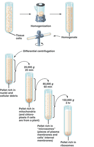 Cell fractionation & ultracentrifugation – Kate's A-level Biology