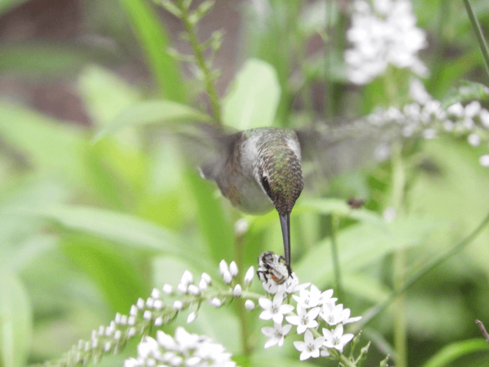 Nose knowledge: Hummingbirds use sense of smell to avoid danger