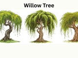 Willow Tree History Types And Meaning