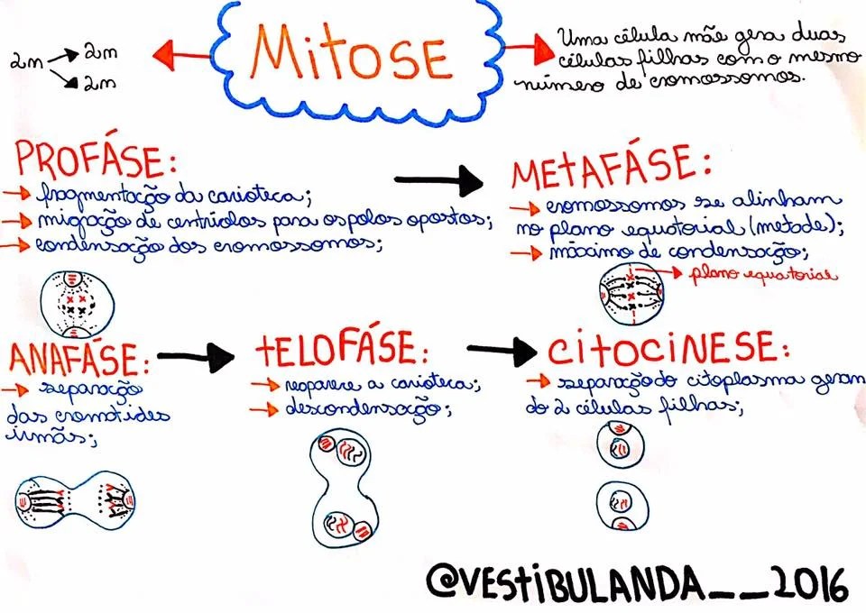MAPA MENTAL SOBRE MITOSE - STUDY MAPS