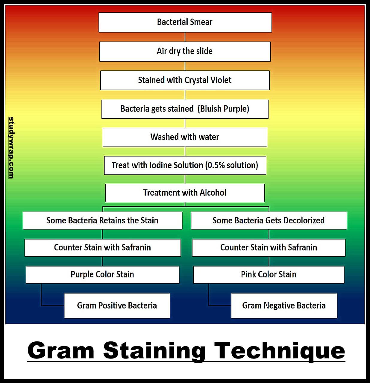Gram Positive Bacteria Gram Negative Bacteria Study Wrap Gram Positive Bacteria Gram Negative Bacteria Study Wrap