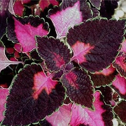 Coleus Trailing Rose | What We Grow