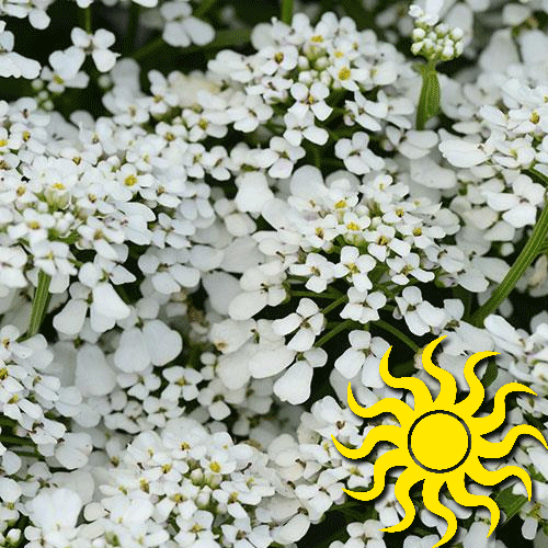 Summer Snowdrift | What We Grow