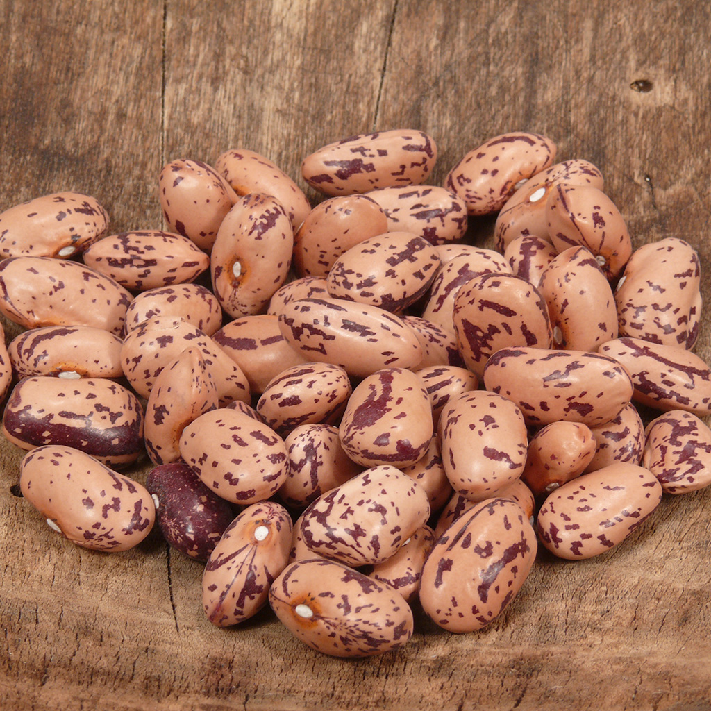 Outdoor & Gardening Home & Living Cannellini Lingot Dry Bush Bean Seed ...