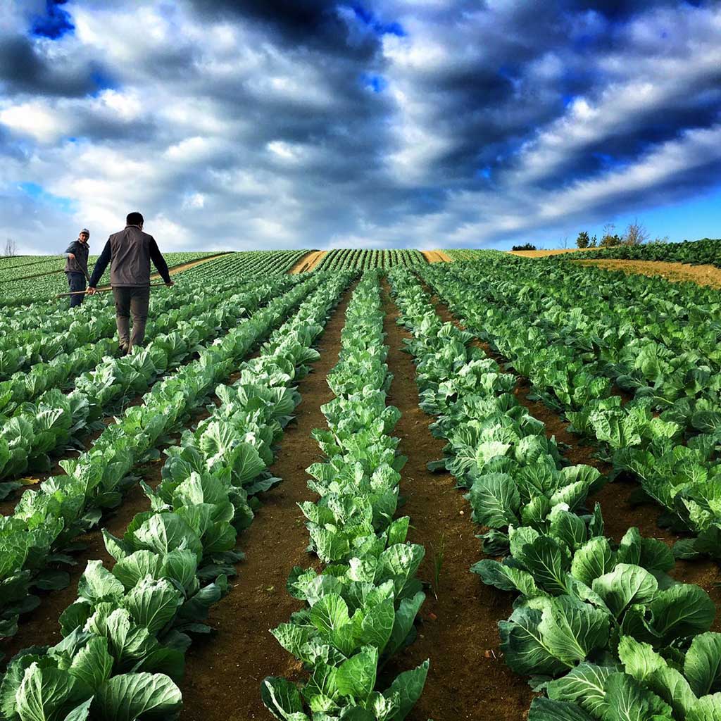 Multiplication contracts | SUBA SEEDS COMPANY Spa