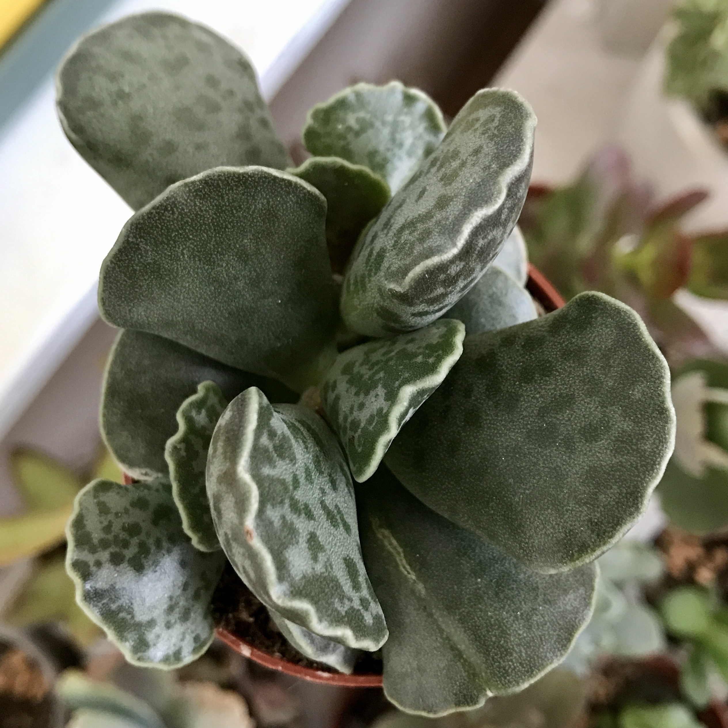 Adromischus cooperi f FESTIVUS - SUCCULENT.KUPI