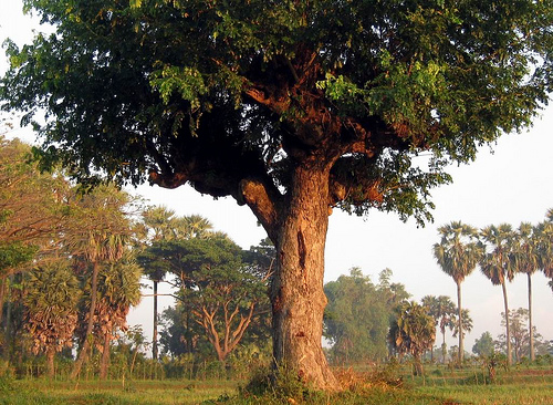 Belajar Dari Pohon – Sufi Muda