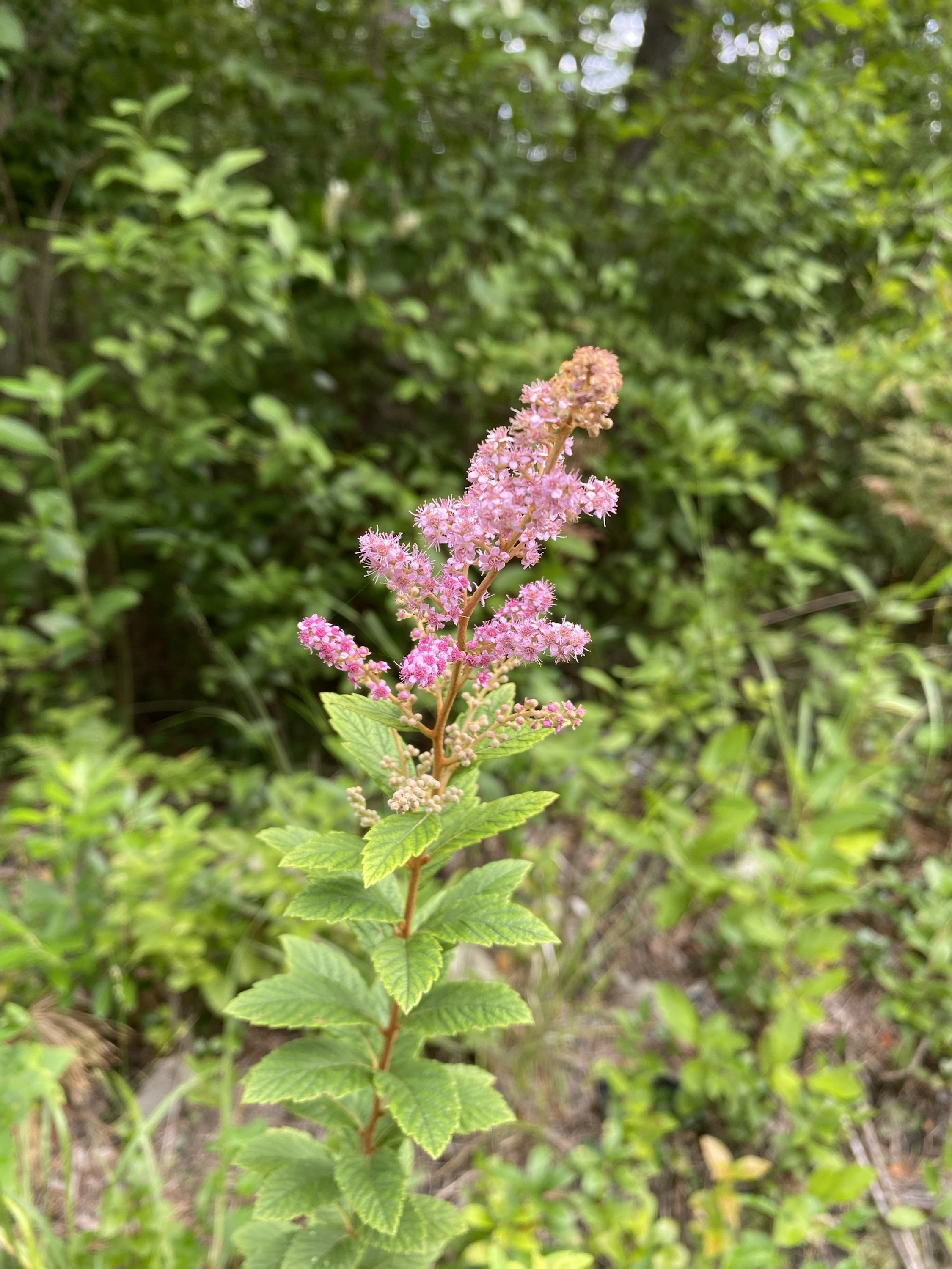 Steeplebush (Spiraea tomentosa)