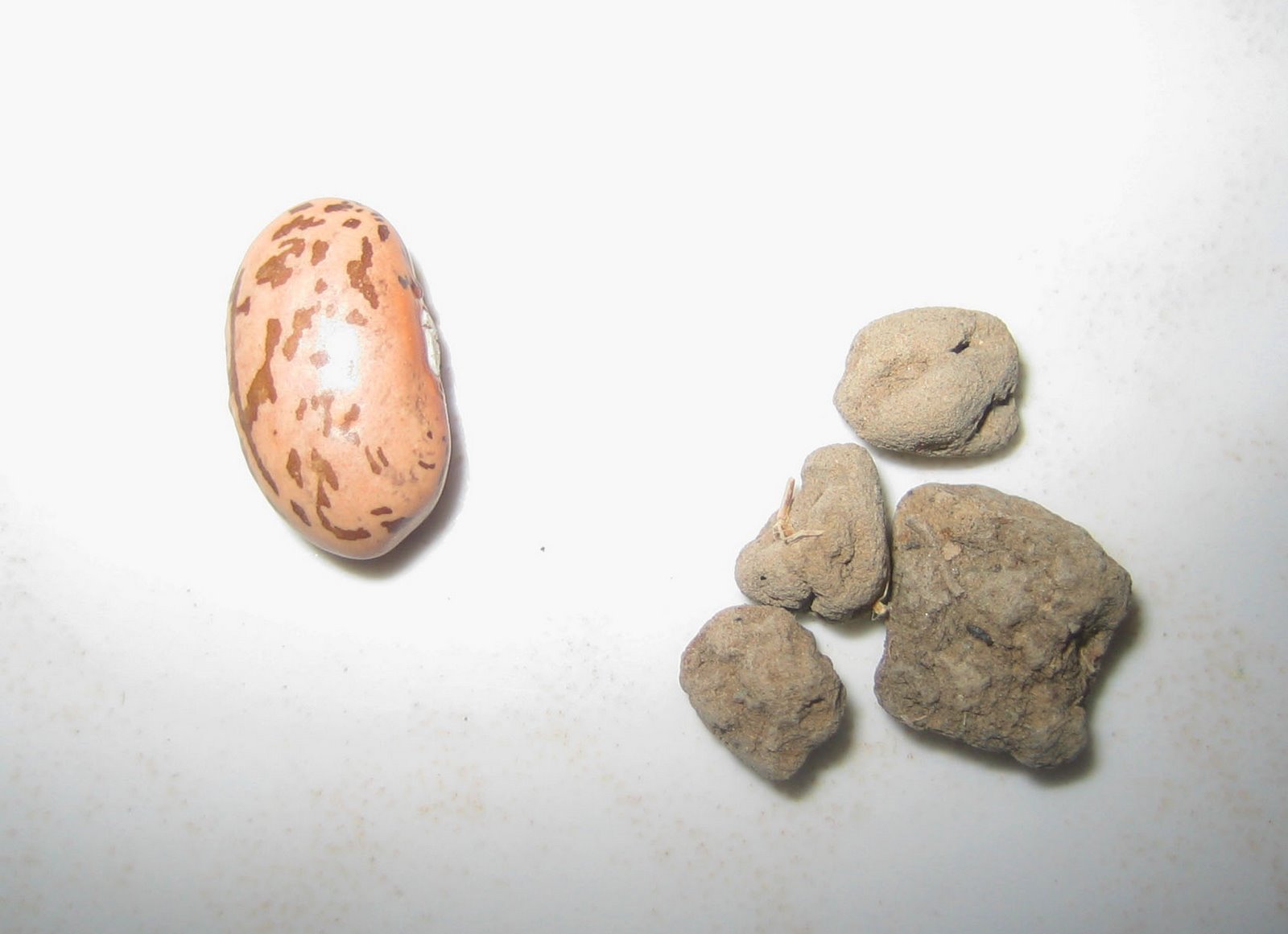 Summer Tomato kabocha squash | Summer Tomato