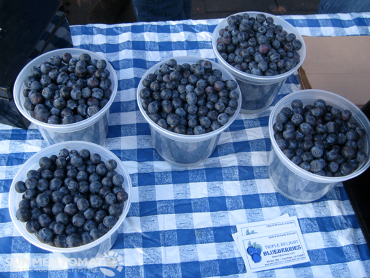 nectarines | Summer Tomato