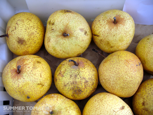 delicata squash | Summer Tomato