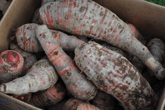 Puerto Rico | Summer Tomato