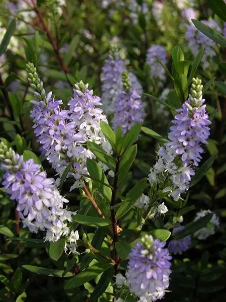 Tips on Growing Hebes in Pots That You Should Know