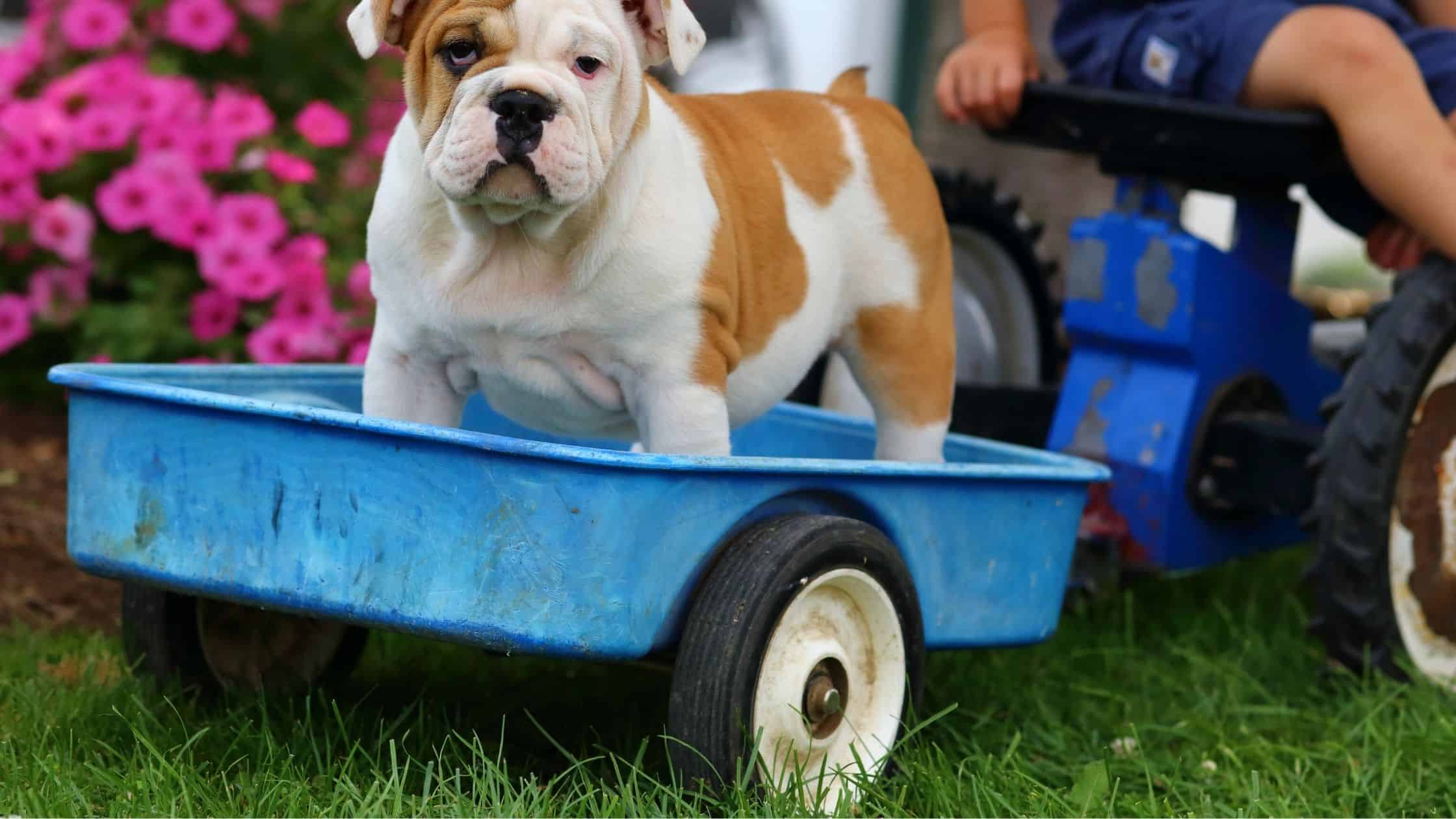 DIY Power Wheels Trailer