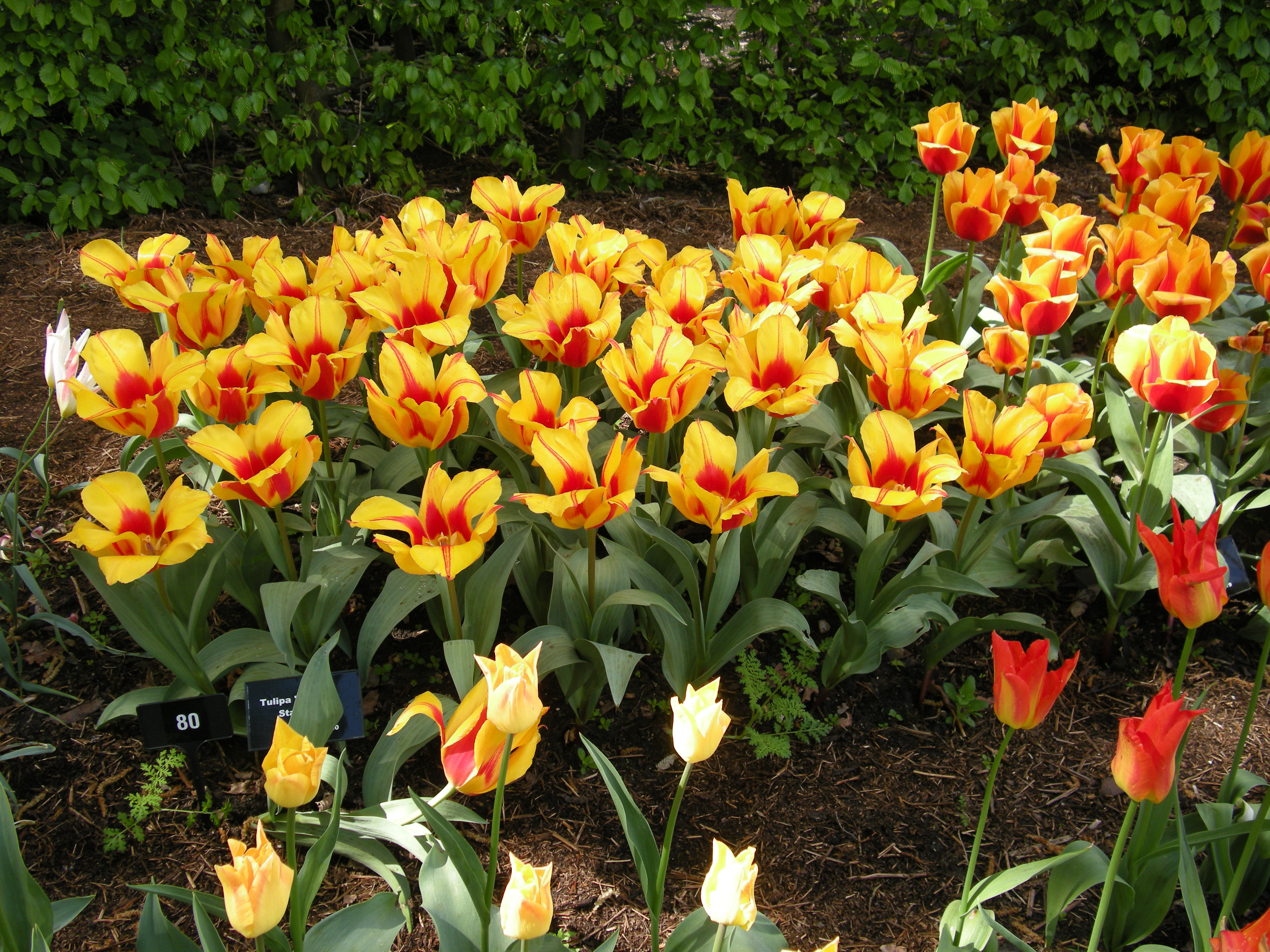 Tulips at RHS Wisley 2015 - The Surrey Edit