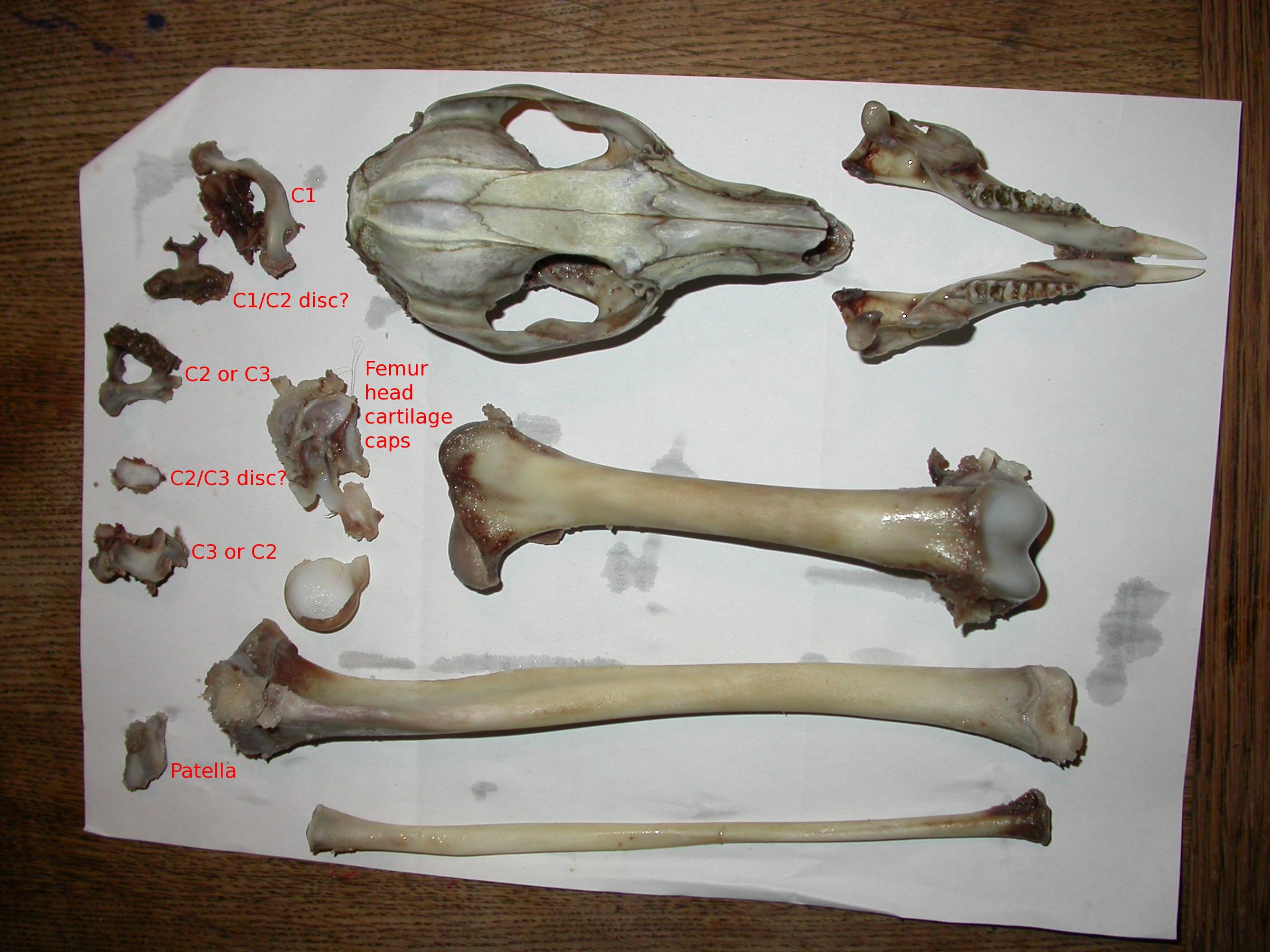 Things to Make and Do, part 3: Butchering a Wallaby | Sauropod Vertebra ...