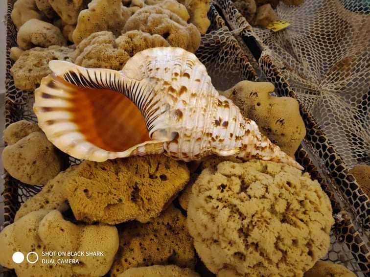 Rare Triton Shell (15-16 inch) | Symi Sponges