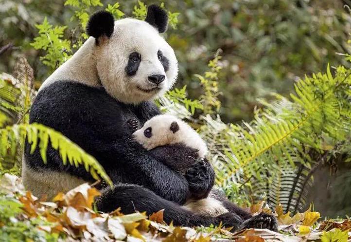 Panda Deep Learning | Synced