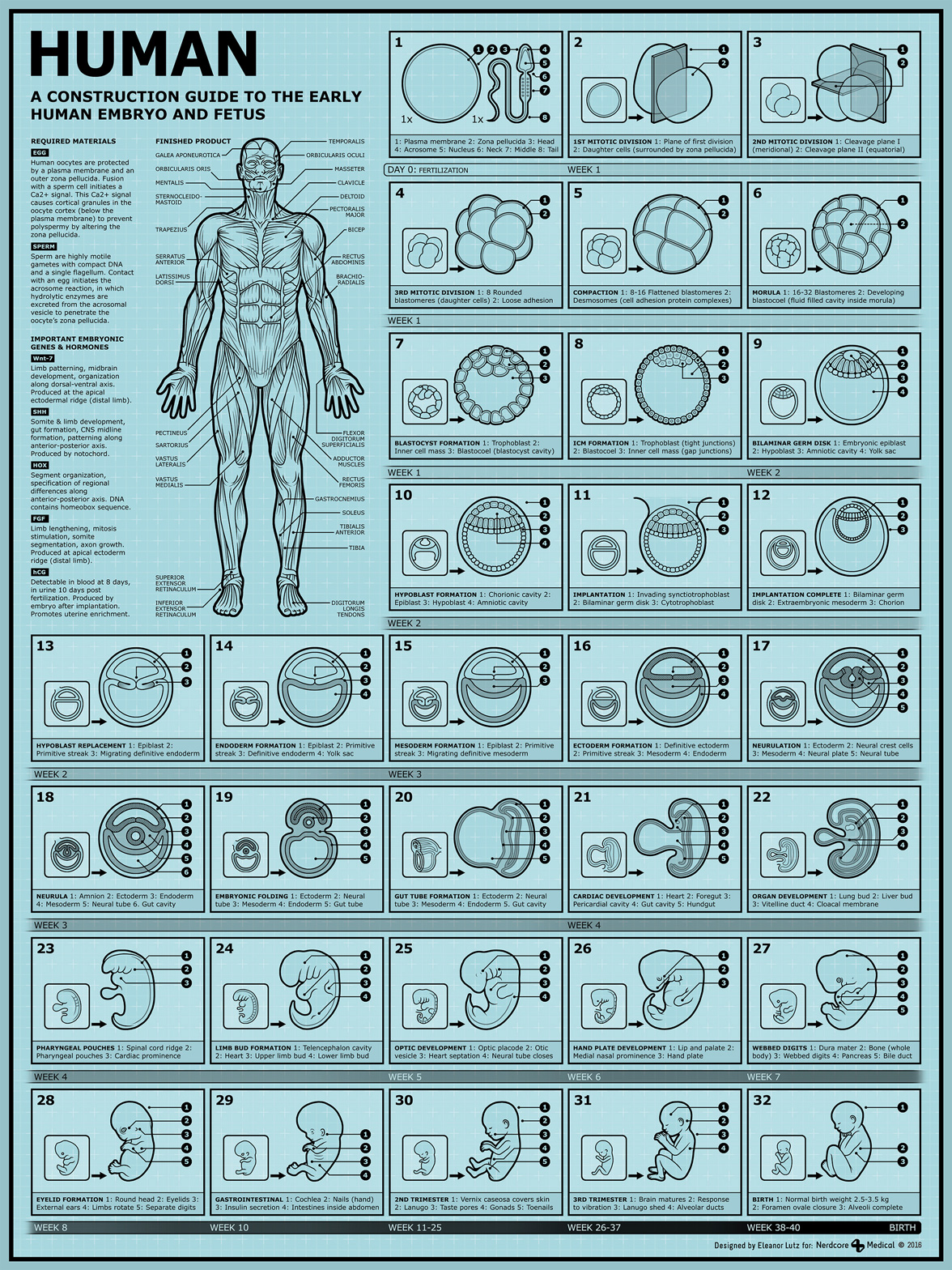 How to build a human – coolguides