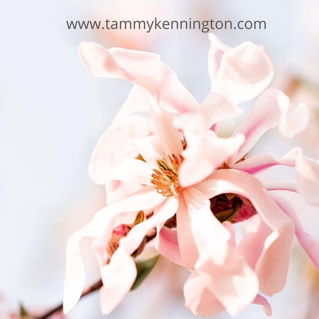 How to Find Rest When You Grow Weary in the Waiting - Tammy Kennington