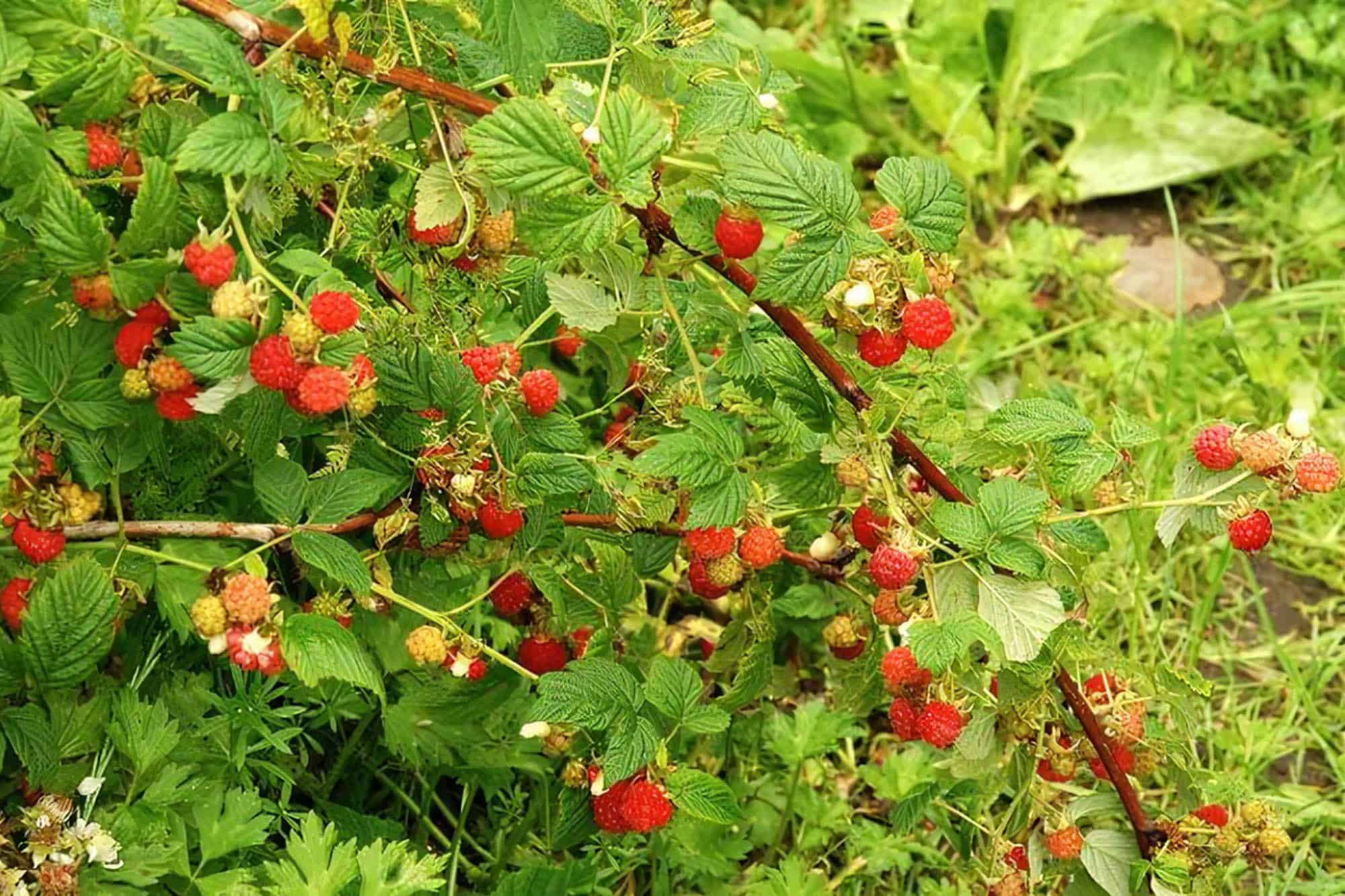 Edible Berries In Minnesota: 9 Of Nature's Most Nutritious Gems